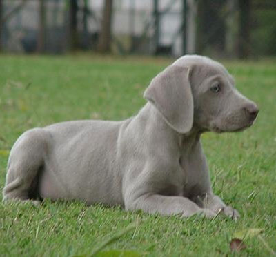 perros : comportamiento de la raza weimaraner