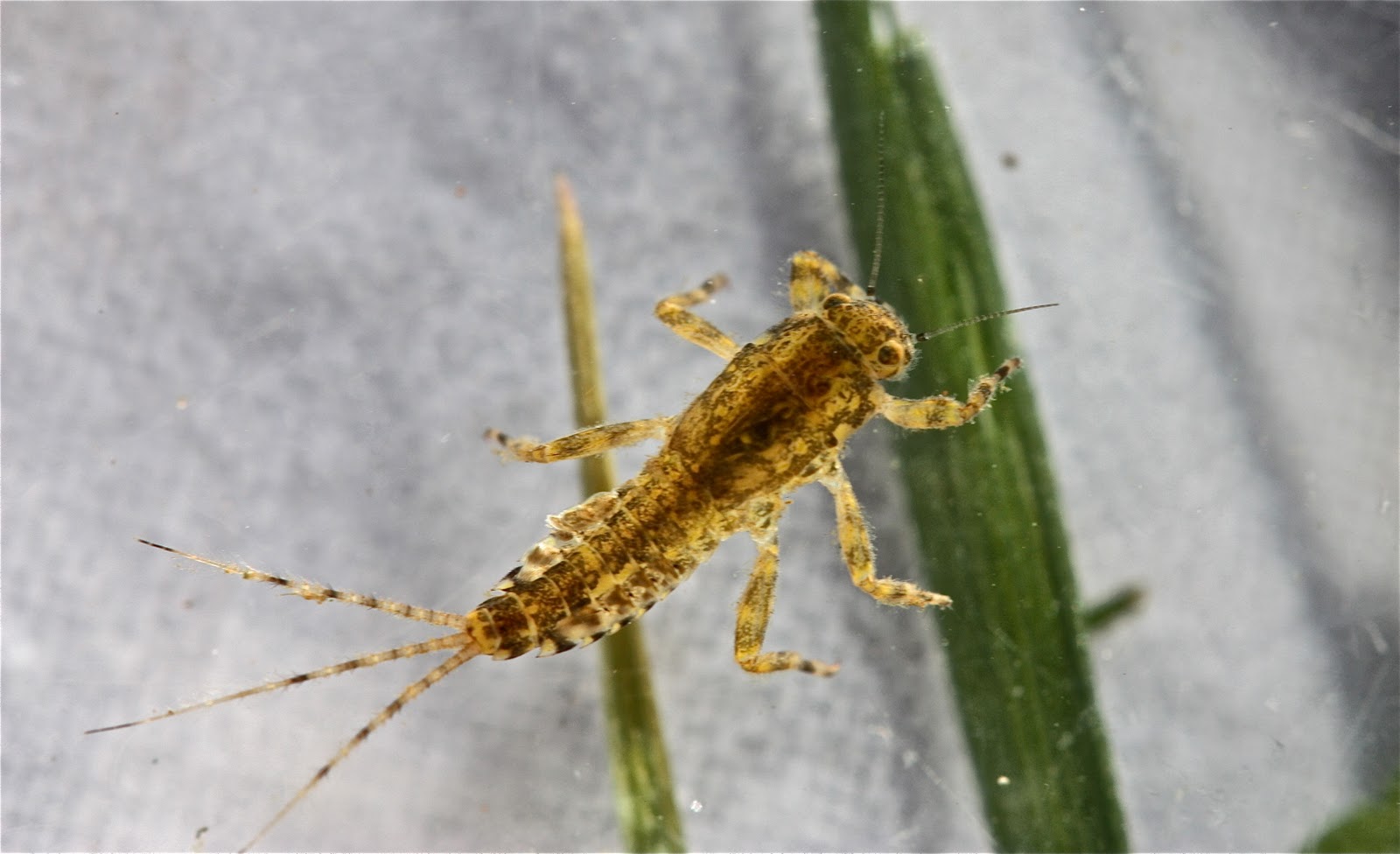 Aquatic Insects of Central Virginia: Moving On