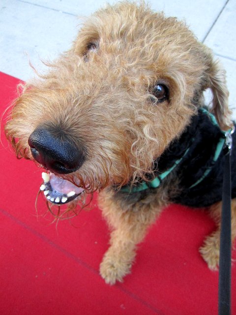 Bogart Handsome Devil, Airedale Terrier Puppy Dog Blog: Rocking the Red ...