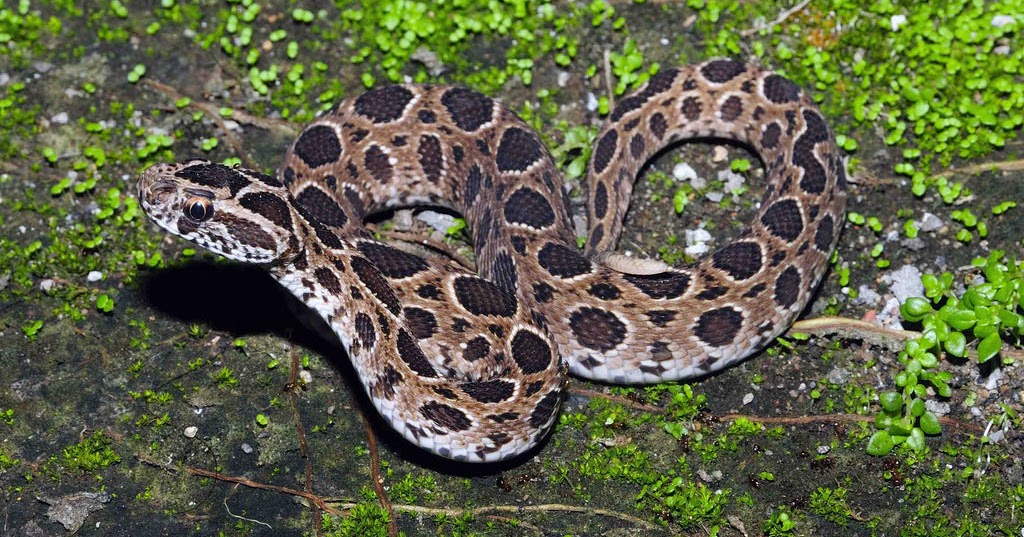 Ular Asli Indonesia: Ular Bandotan Puspa (Daboia siamensis)