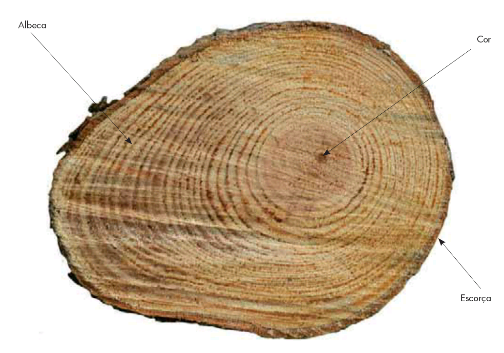 TECNOLOGIA 3rA (CarlaAlex): LA FUSTA