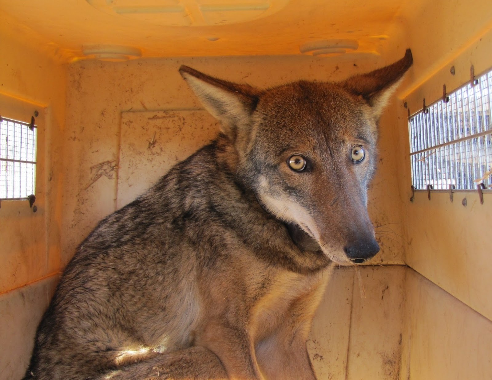 RETURN OF THE RED WOLF: Management Techniques: 2013 Wolf Capture and ...
