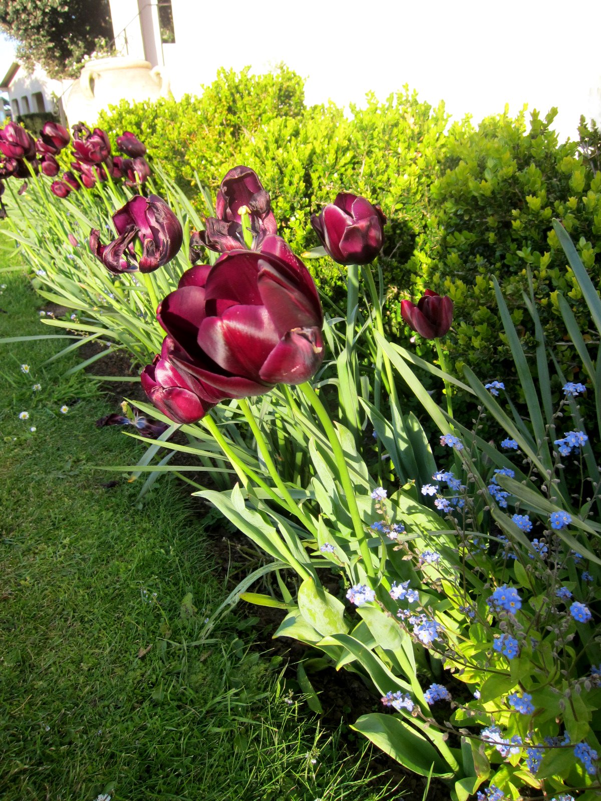 Chronica Domus: That Old Black Magic