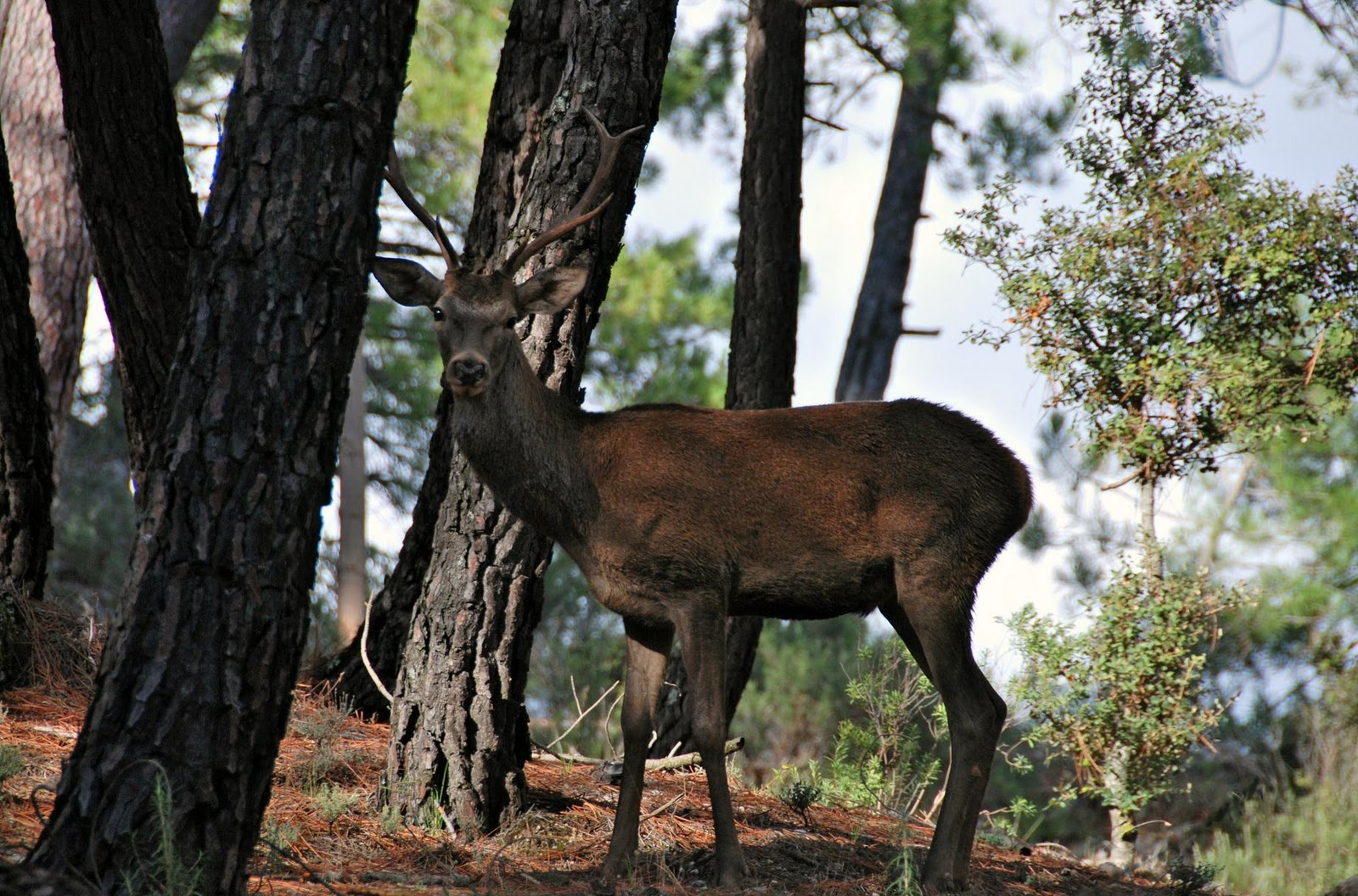 El rincón de Ceditas: Cazorla