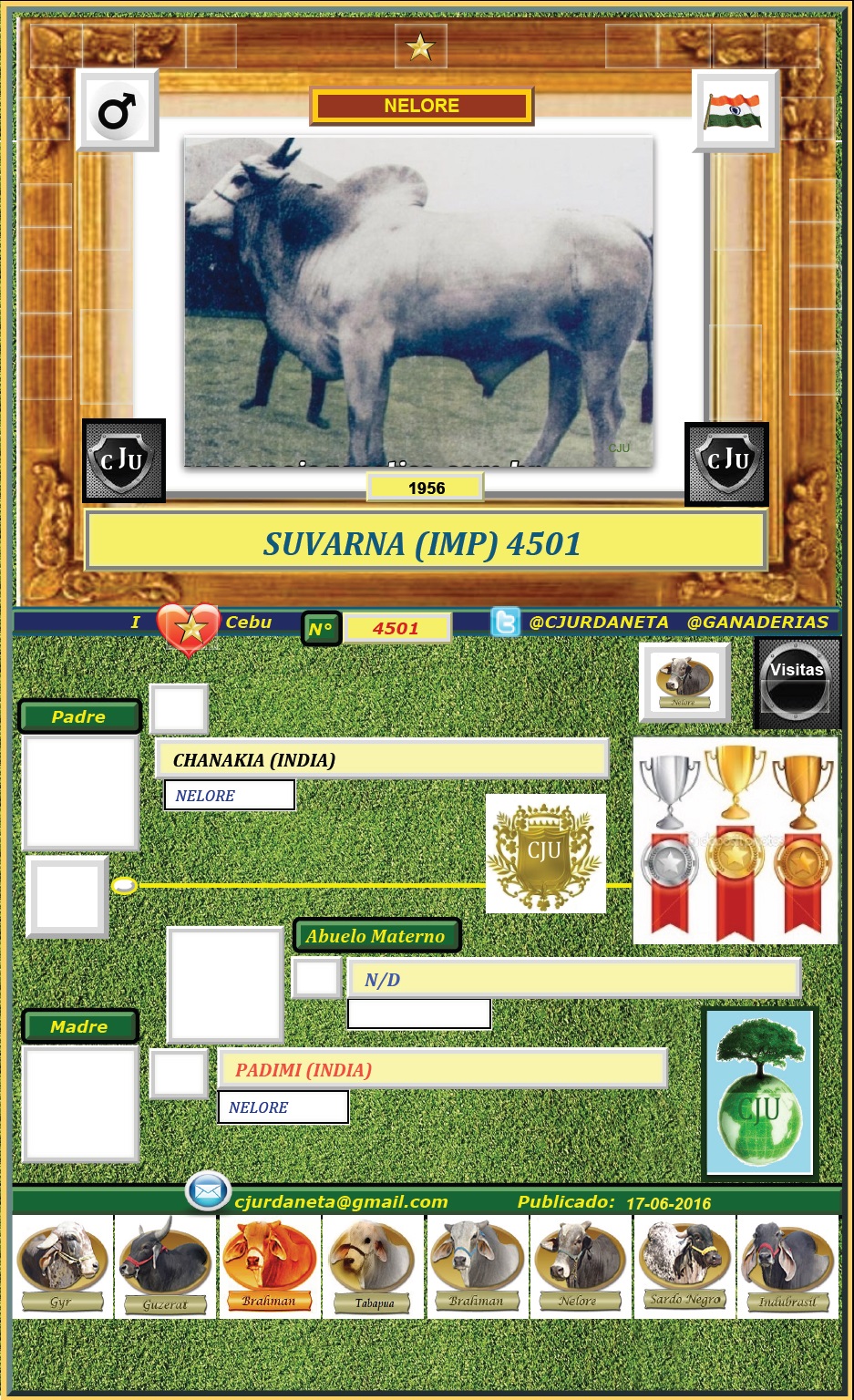 CEBÚ ♥ ♥ ♥ ZEBÚ♔♕♖♗♘ LA PASIÓN POR EL #CEBÚ #ZEBU: SUVARNA (IMP) 4501 ★★★★★ |••• RAZA: #NELORE # ...