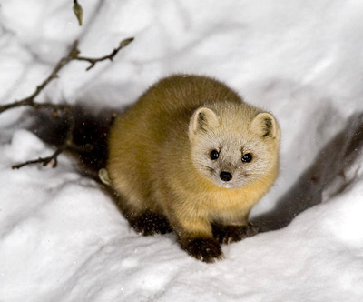 Synapsida: More Weasels up Trees: Sables and Other Martens