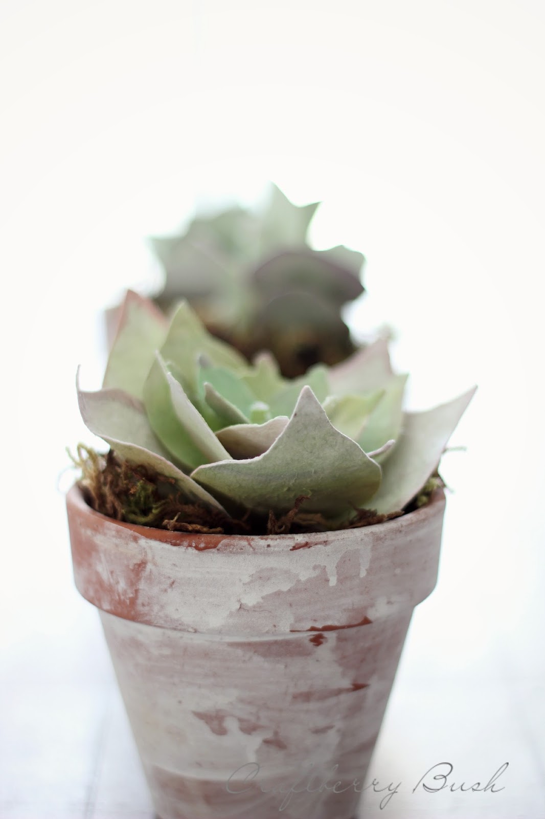 Paper succulent tutorial | Craftberry Bush | Bloglovin’