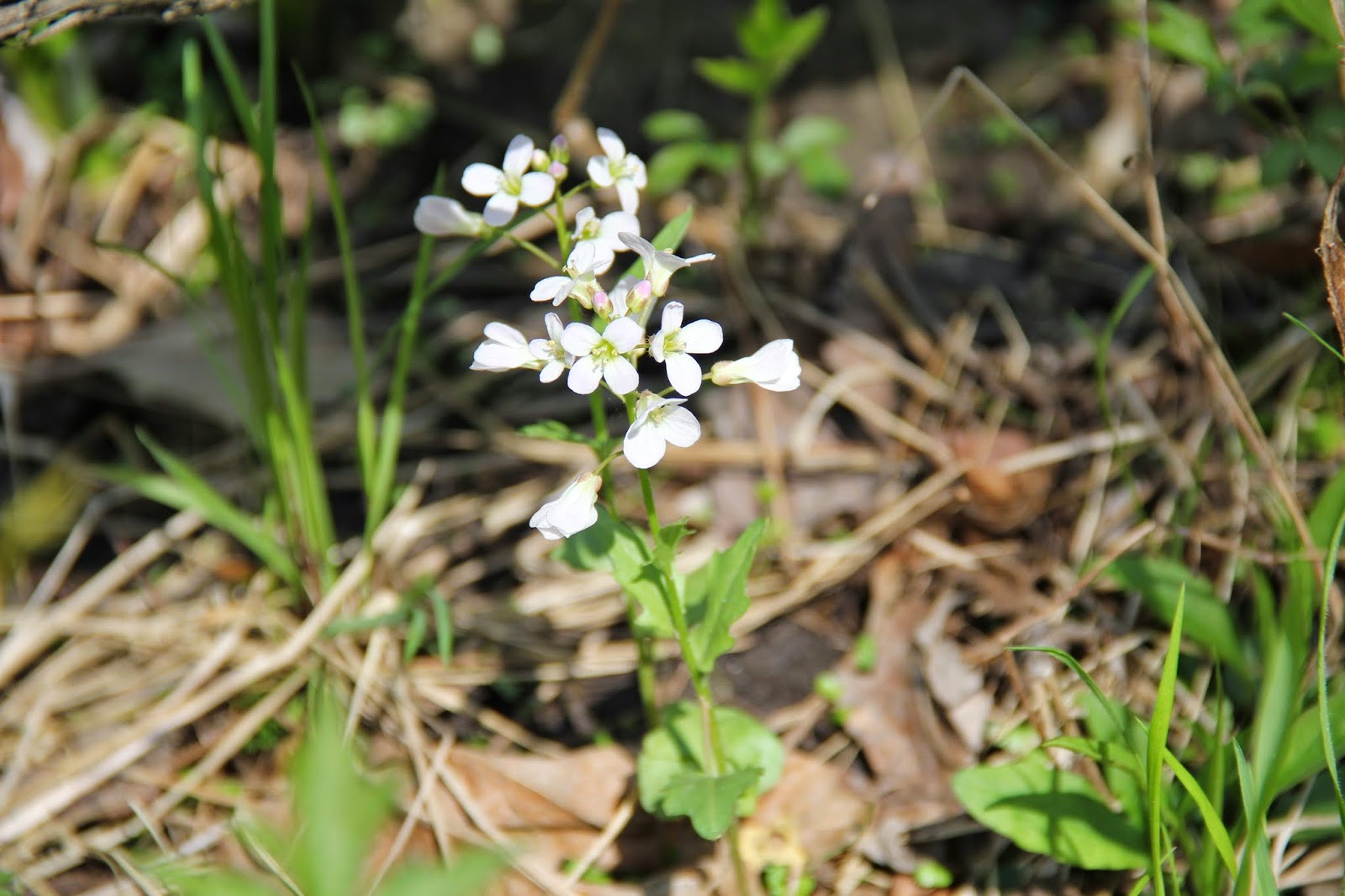 Isabella Conservation District Environmental Education Program ...