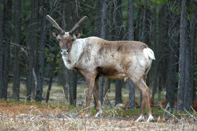 Tom Hince - Adventures with Birds & other stuff: YUKON - ROADSIDE CRITTERS