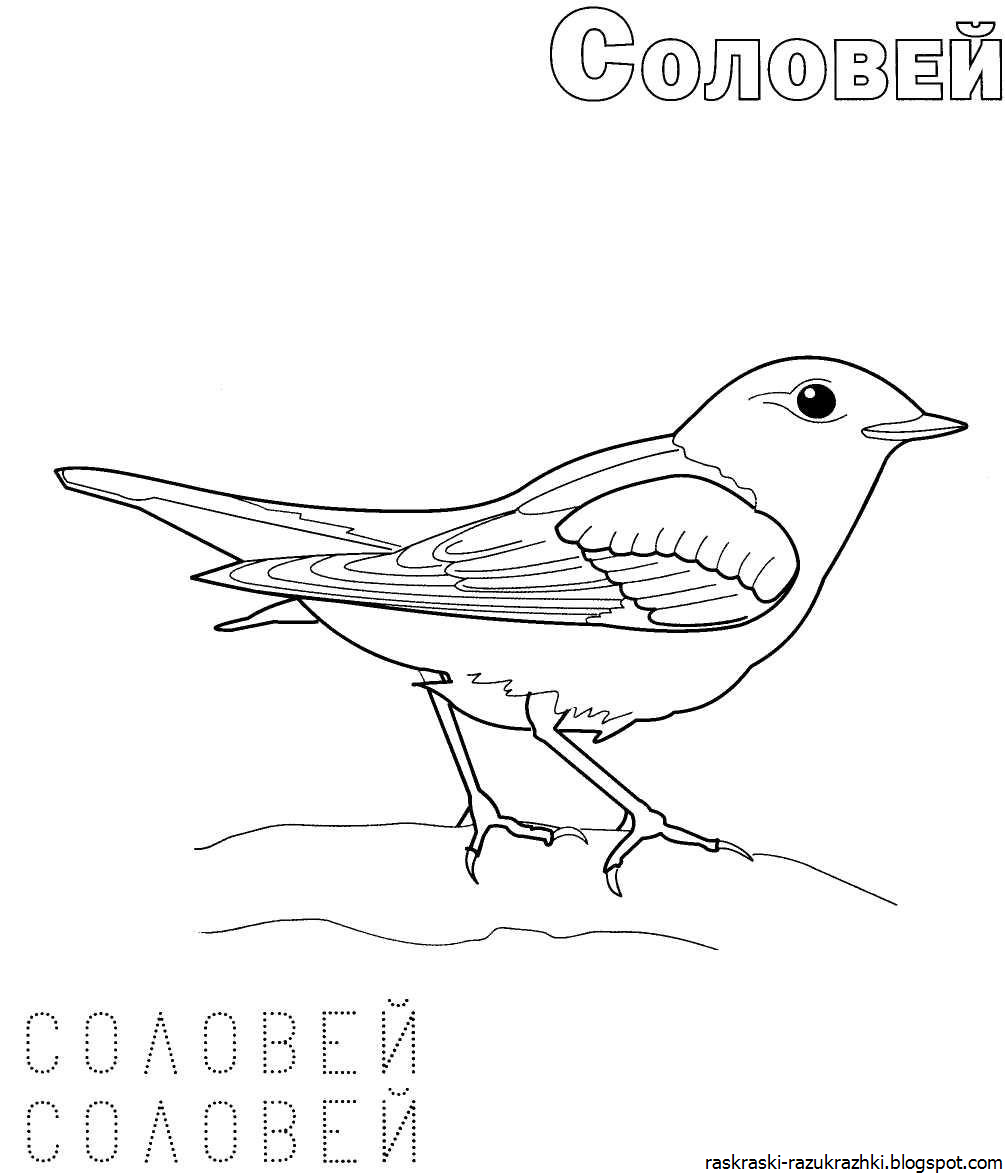 Перелетные Птицы Раскраски Для Детей Распечатать