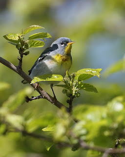 See What I See: Ocean City NJ wildlife -small birds