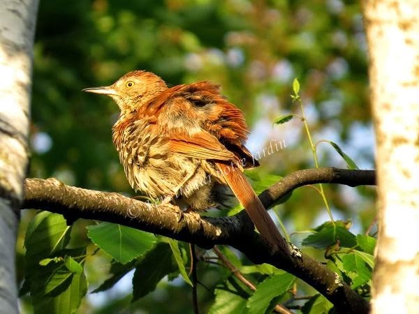 FENÊTRE SUR MES PHOTOS: Moqueur roux