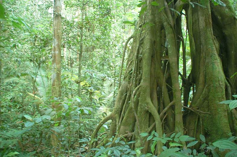 Medida Ecológica: Floresta Amazônica