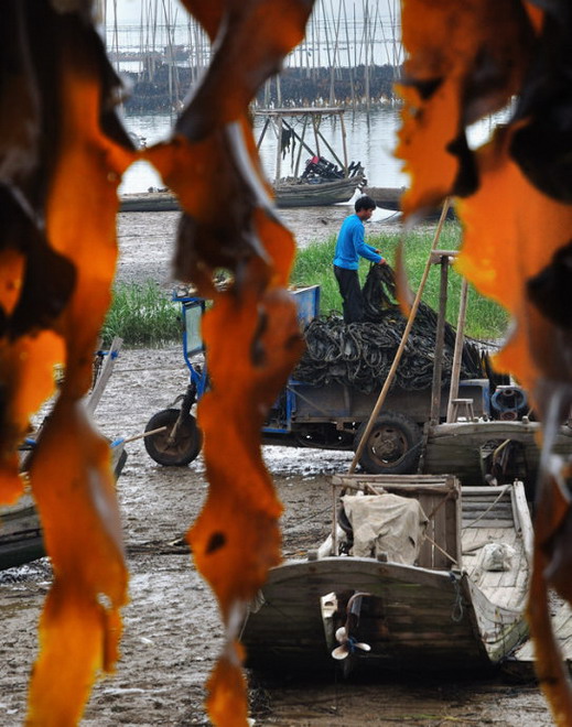 It is the Seaweed Harvest Time of Fujian Xiapu | China Tours Online Blog