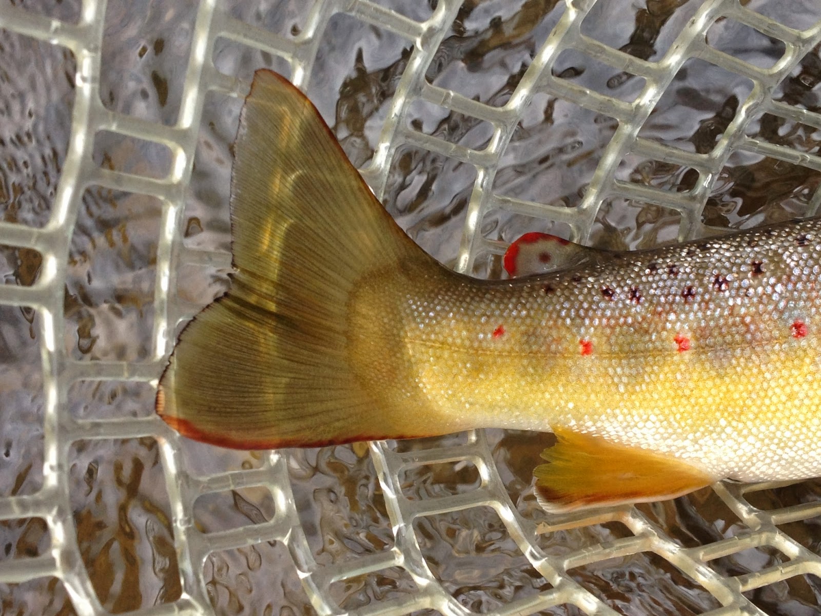 Fish B4U Fly: Driftless Drifting to the Shiftless in the Driftless