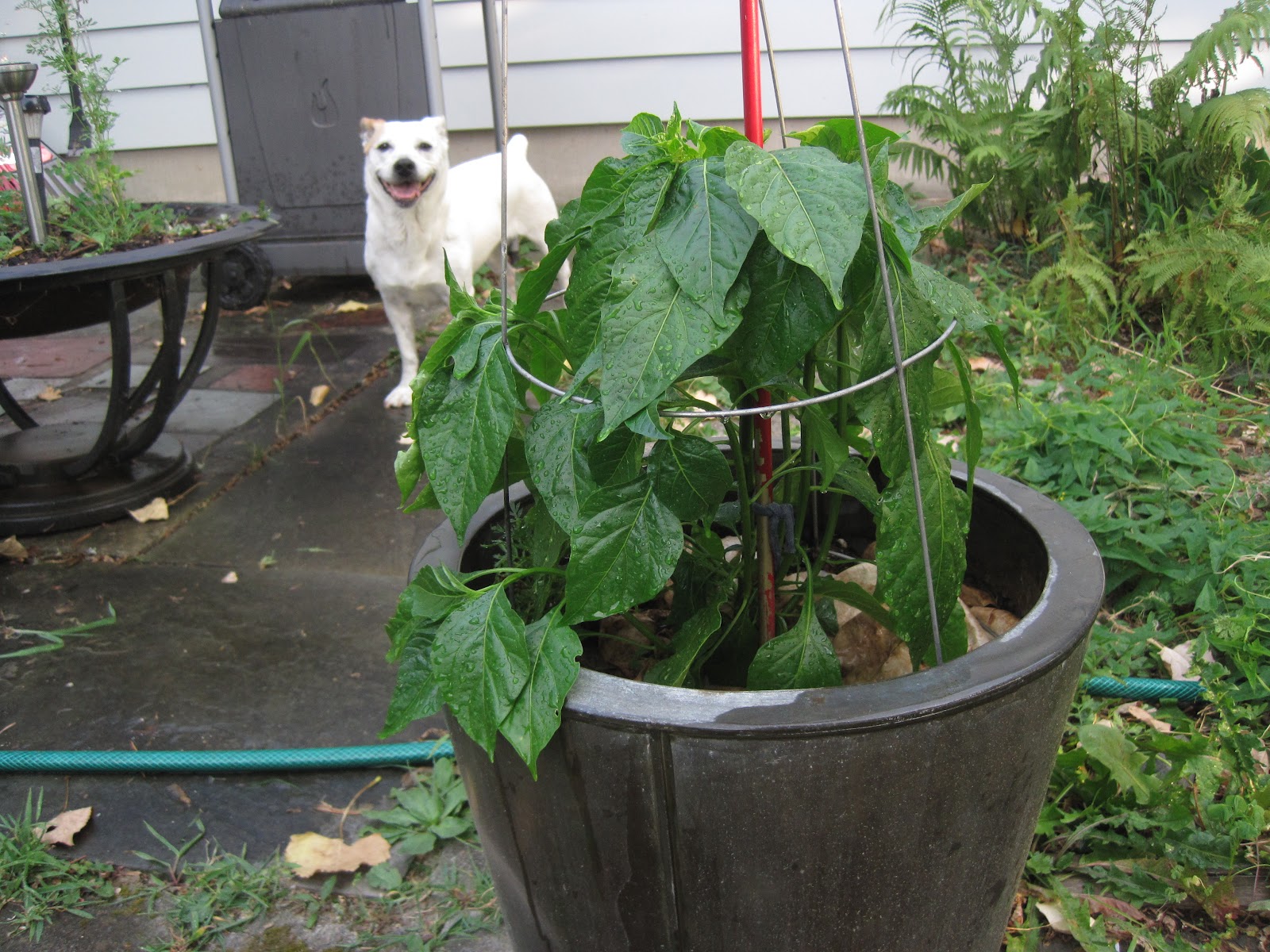 WORLD TOMATOES: Siling Labuyo