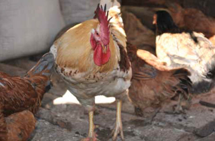 MIFUMO MBALIMBALI YA UFUGAJI WA KUKU WA KIENYEJI. – Ufugaji Bora