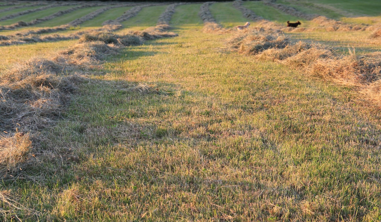 Yesteryear Acres - Doodle Days : Making Hay While The Sun Shines ...
