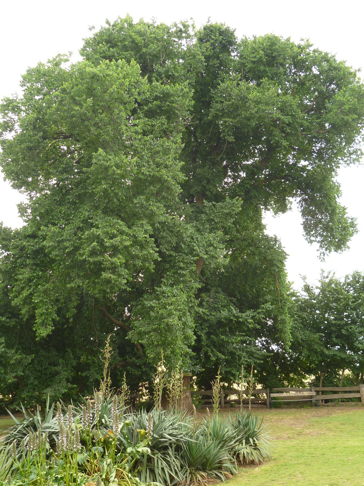 Witchwae on the Move: Byramine Homestead - near Yarrawonga