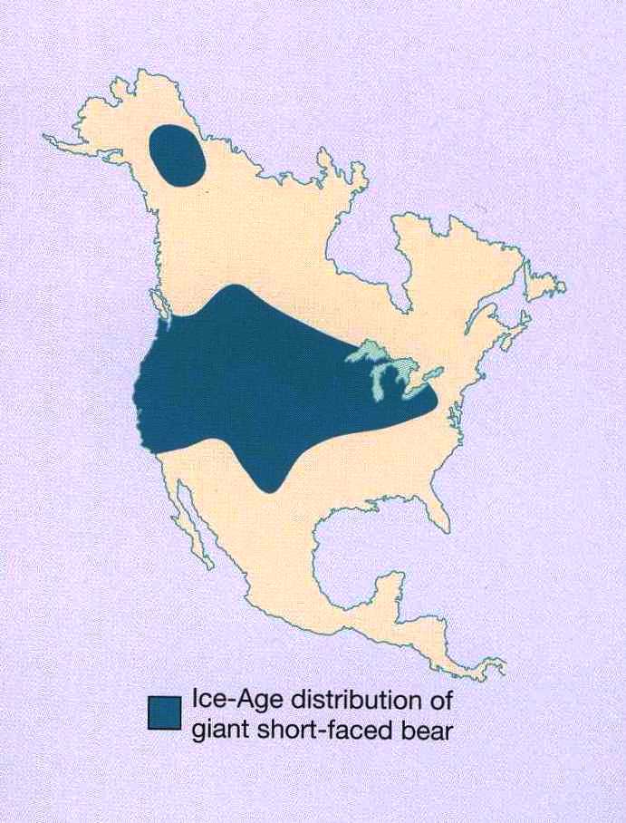Museum of Natural History: Fossils from giant Ice Age bear now on ...