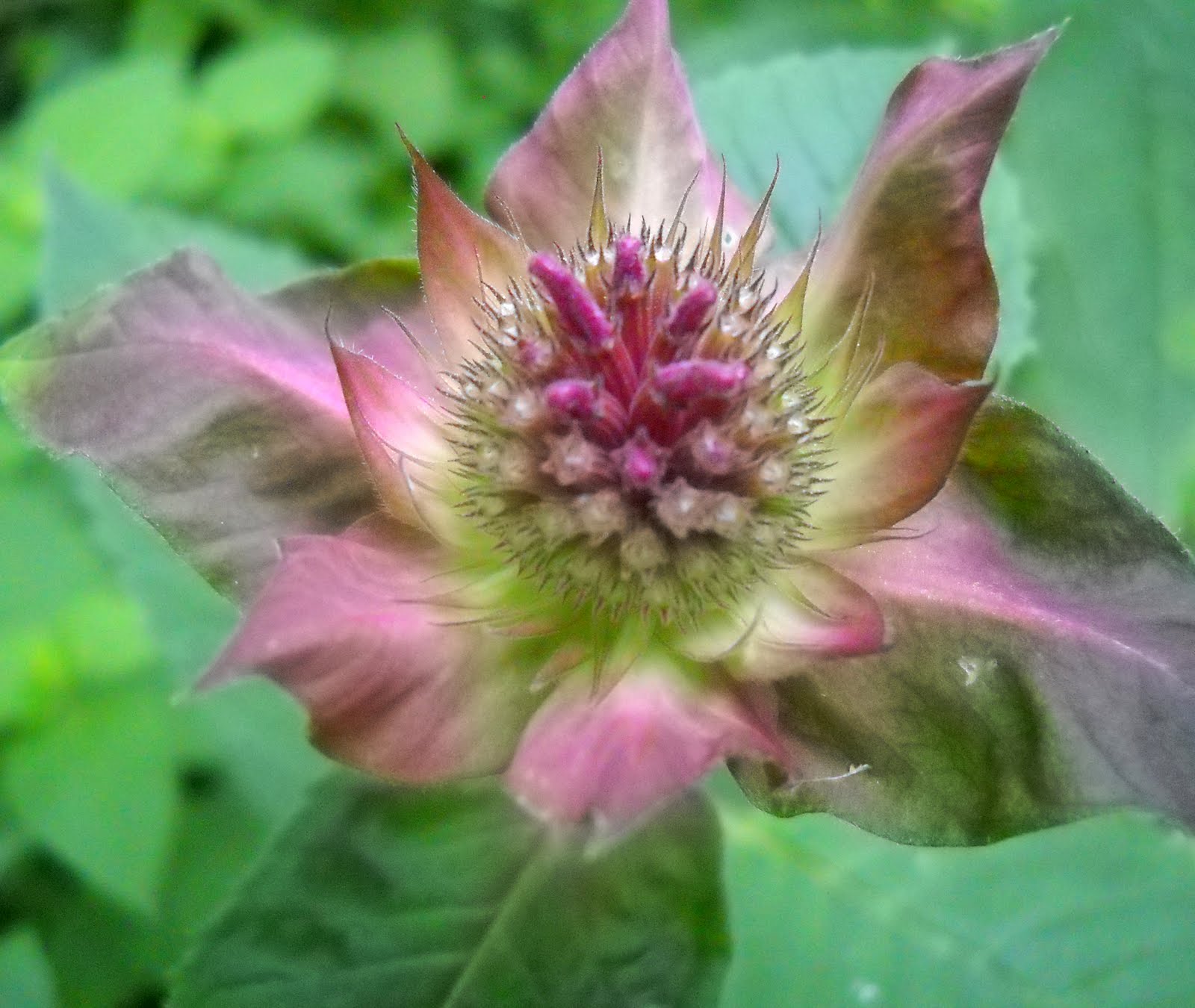Larry's Photo a Day: Bee Balm.........