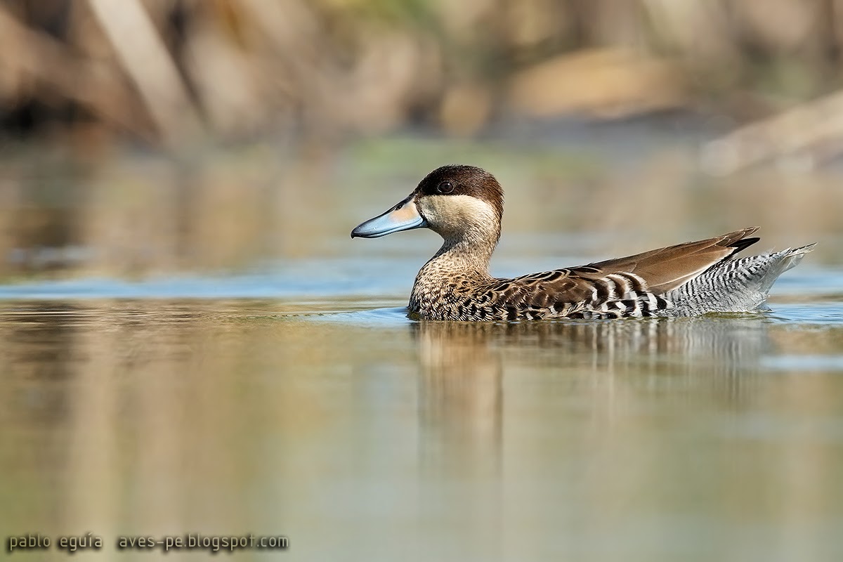 mis fotos de aves: Spatula versicolor Pato Capuchino Silver Teal