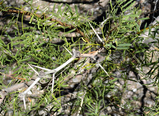 danger garden: This weeks favorite, the Mesquite Tree...
