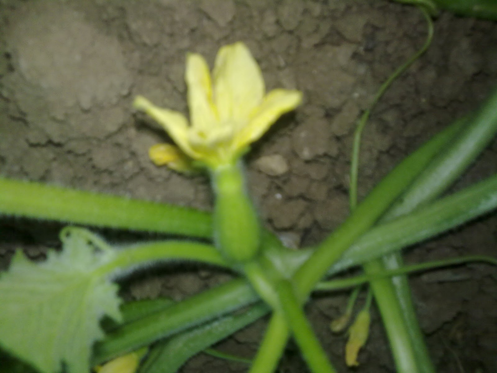 Que hago con mi huerta y recetas: flor hembra melon