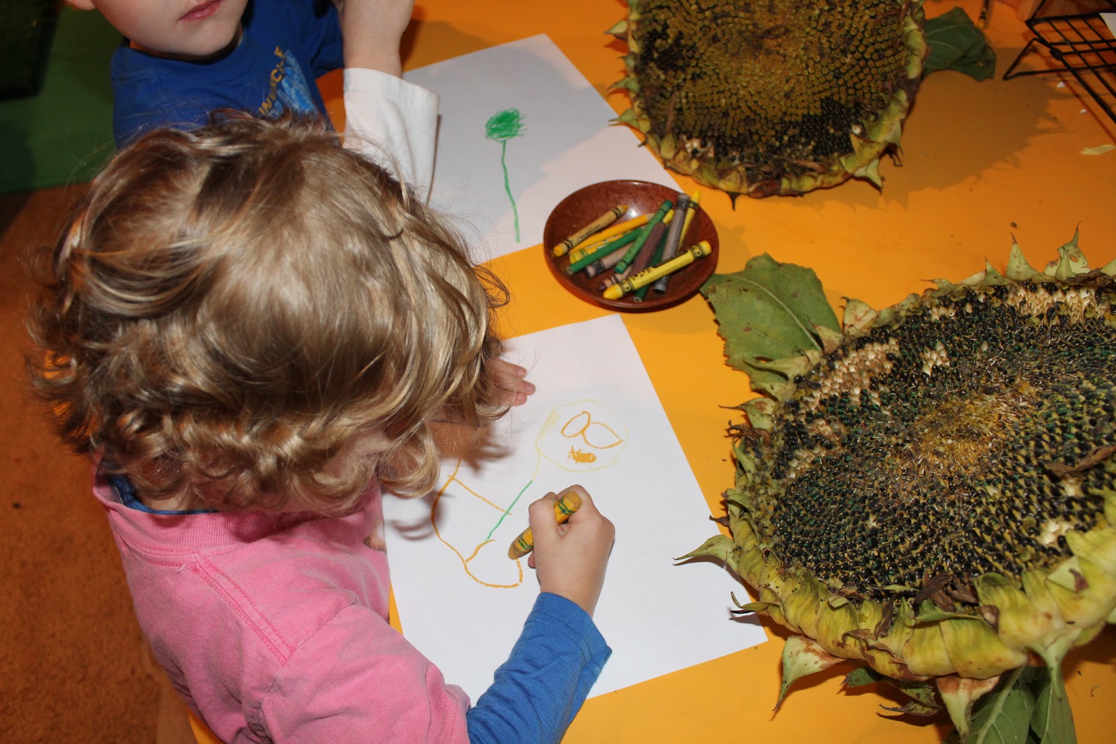 4 The Love of Learning: SUNFLOWER OBSERVATION AND ART STUDY