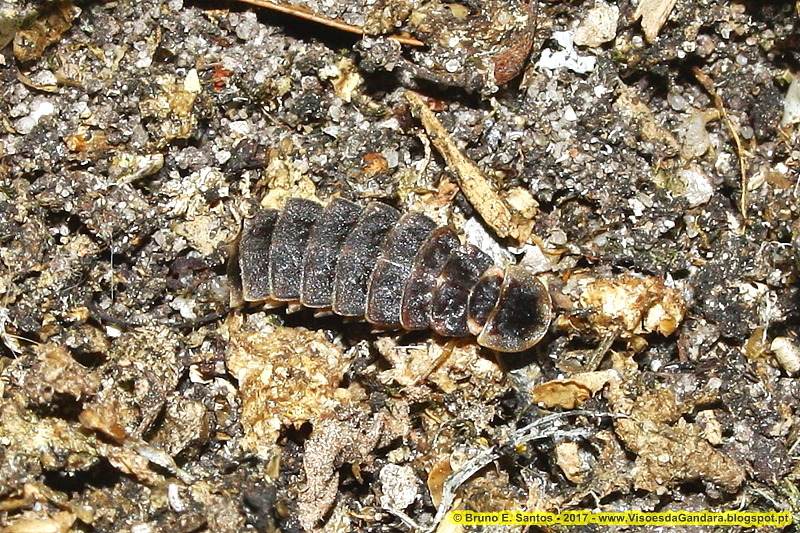 Visões da Gândara: Insecto Bioluminescente no Quintal - II: