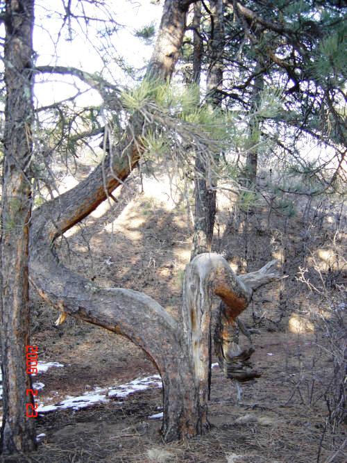 The Land of Melting Shadows: Ute Medicine Trees