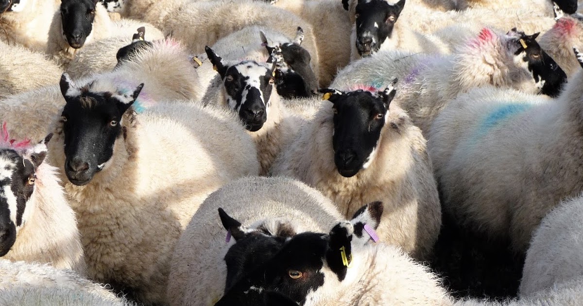 Wool - Tribulations of Hand Spinning and Herbal Dyeing: Hand Spinning ...