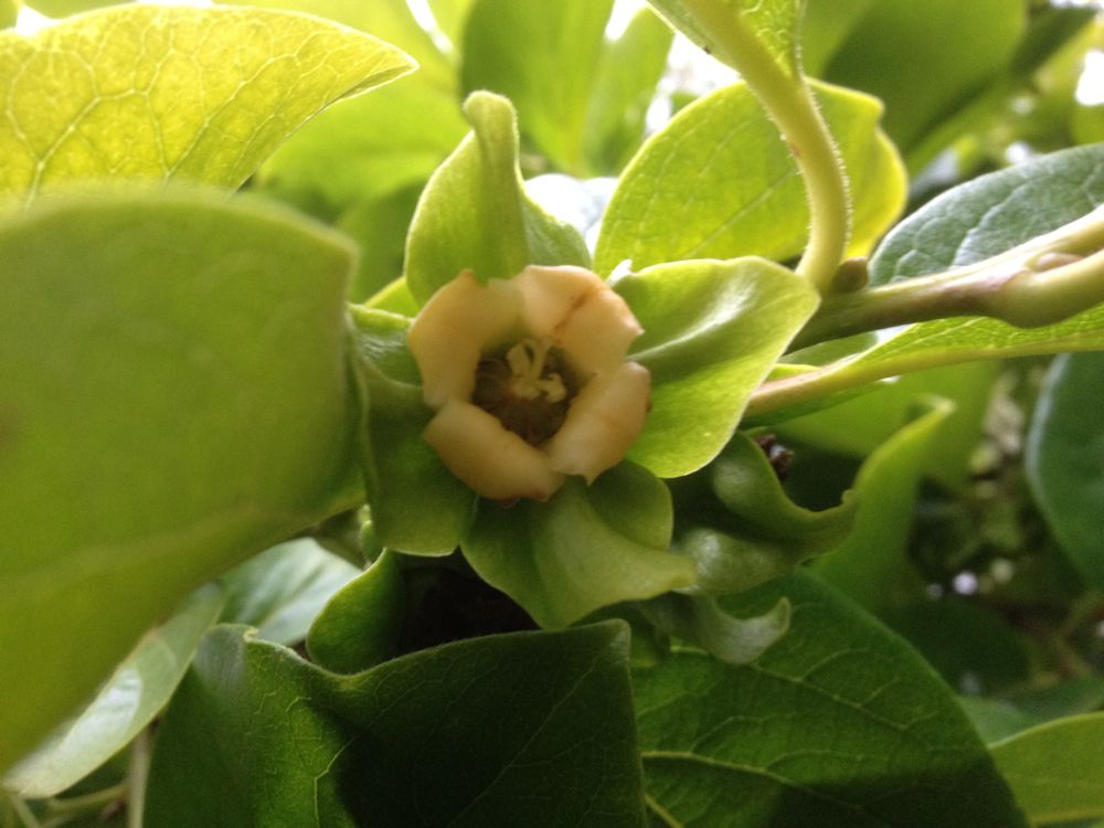 Kumquat, Sugar and Pixels: Fuyu Persimmon Flower