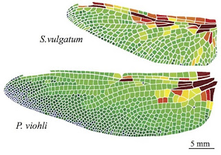 Darwin's God: Look at This Incredible Insect Wing Design
