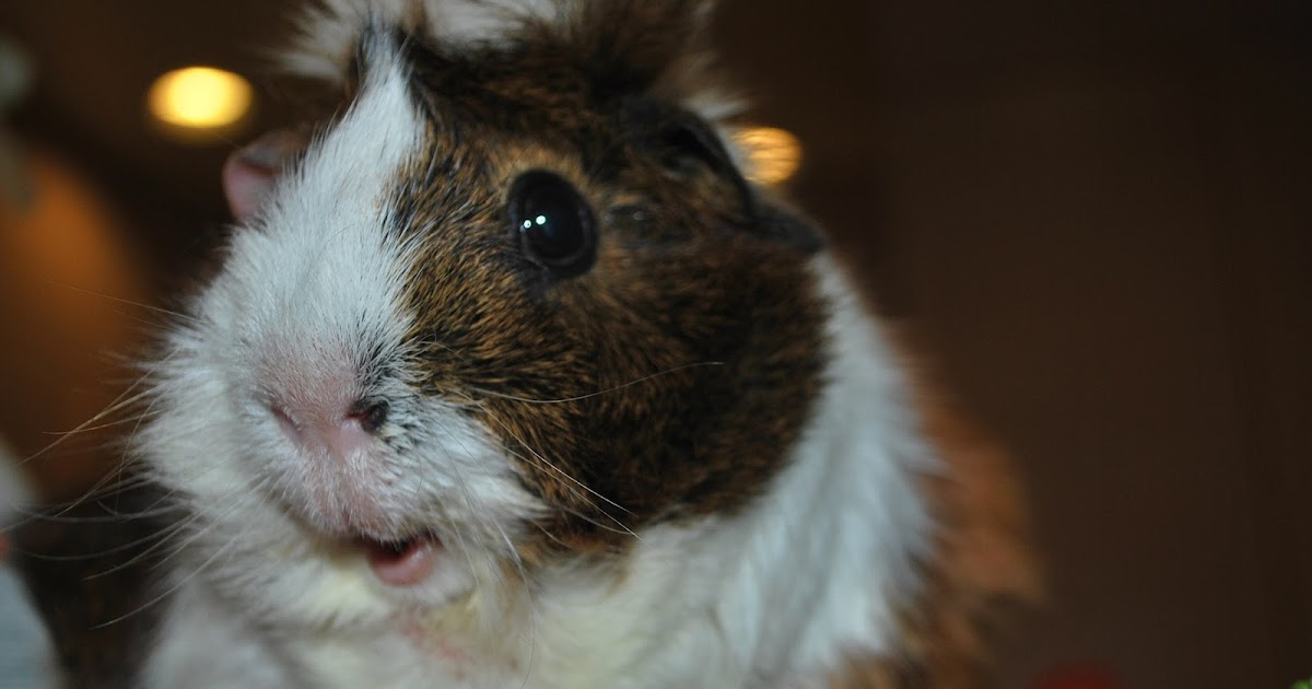 Cali Cavy Collective: a blog about all things guinea pig: Smiling piggy