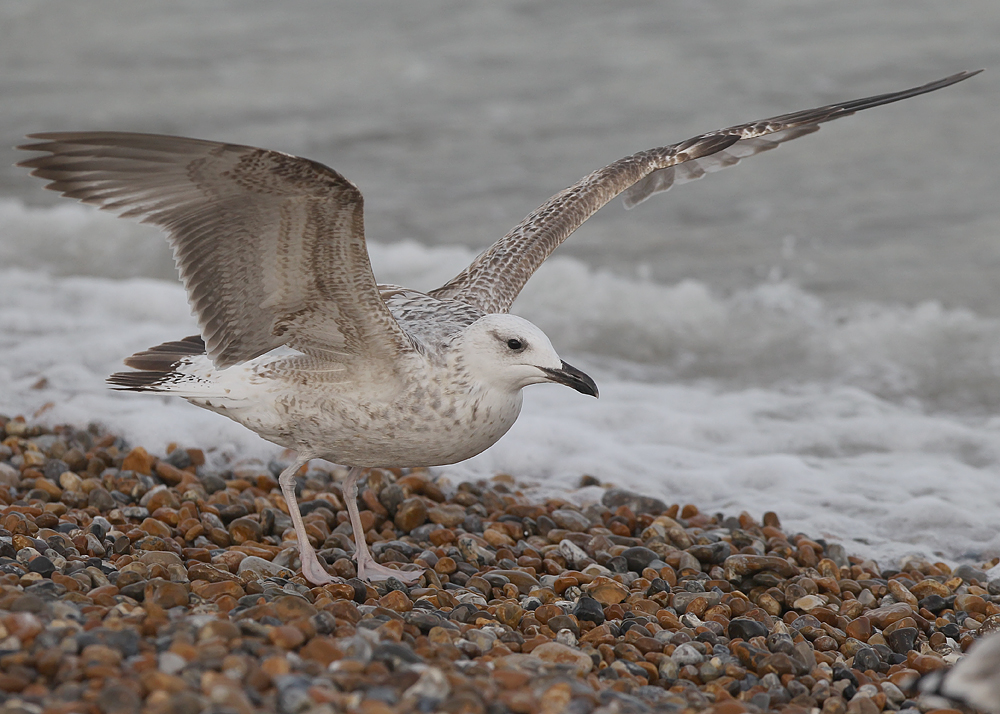 Richard Smith - Birdwatching Days Out: CASPIAN GULL, 1st winter at ...