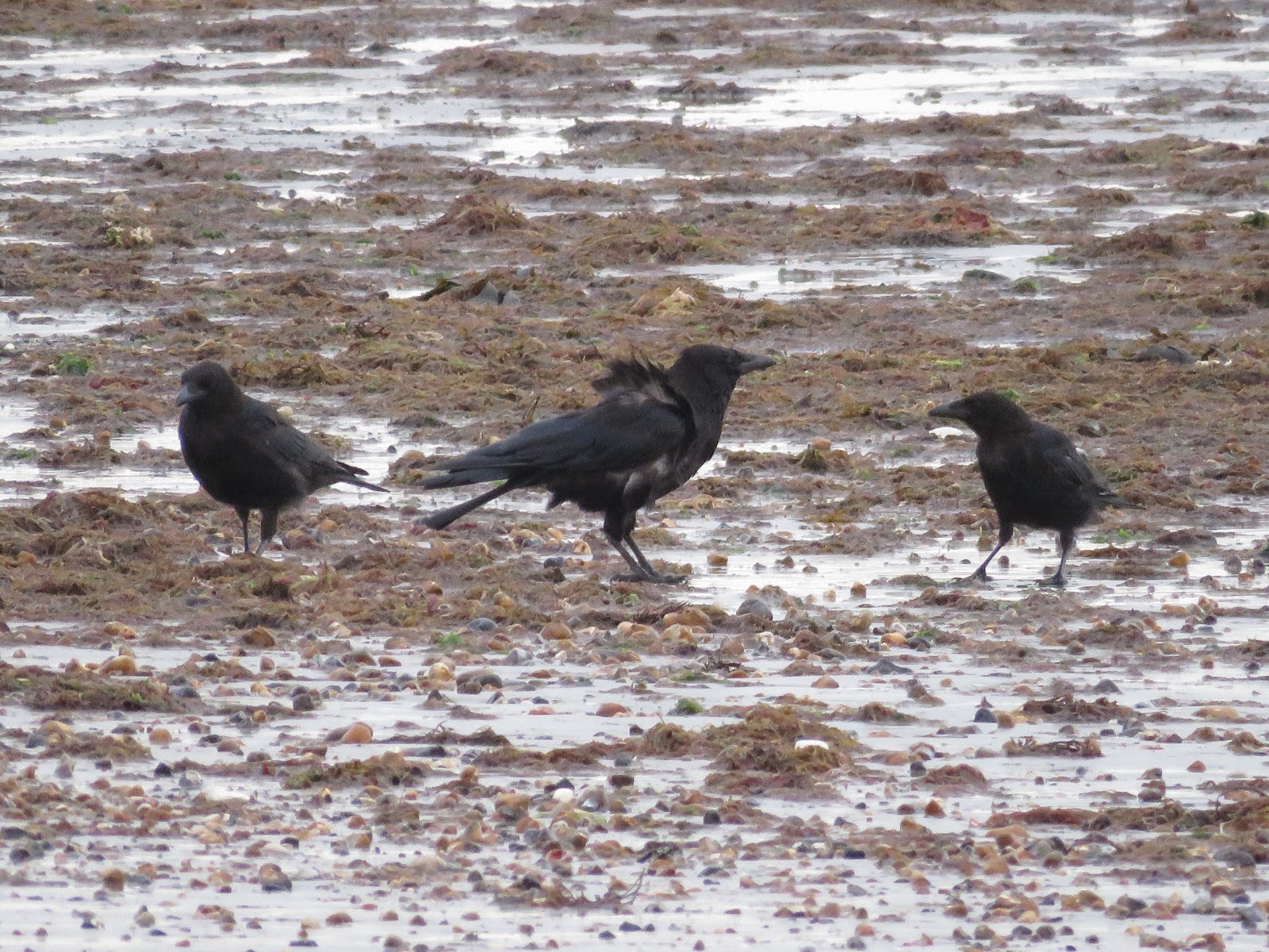 The Rattling Crow: 2016