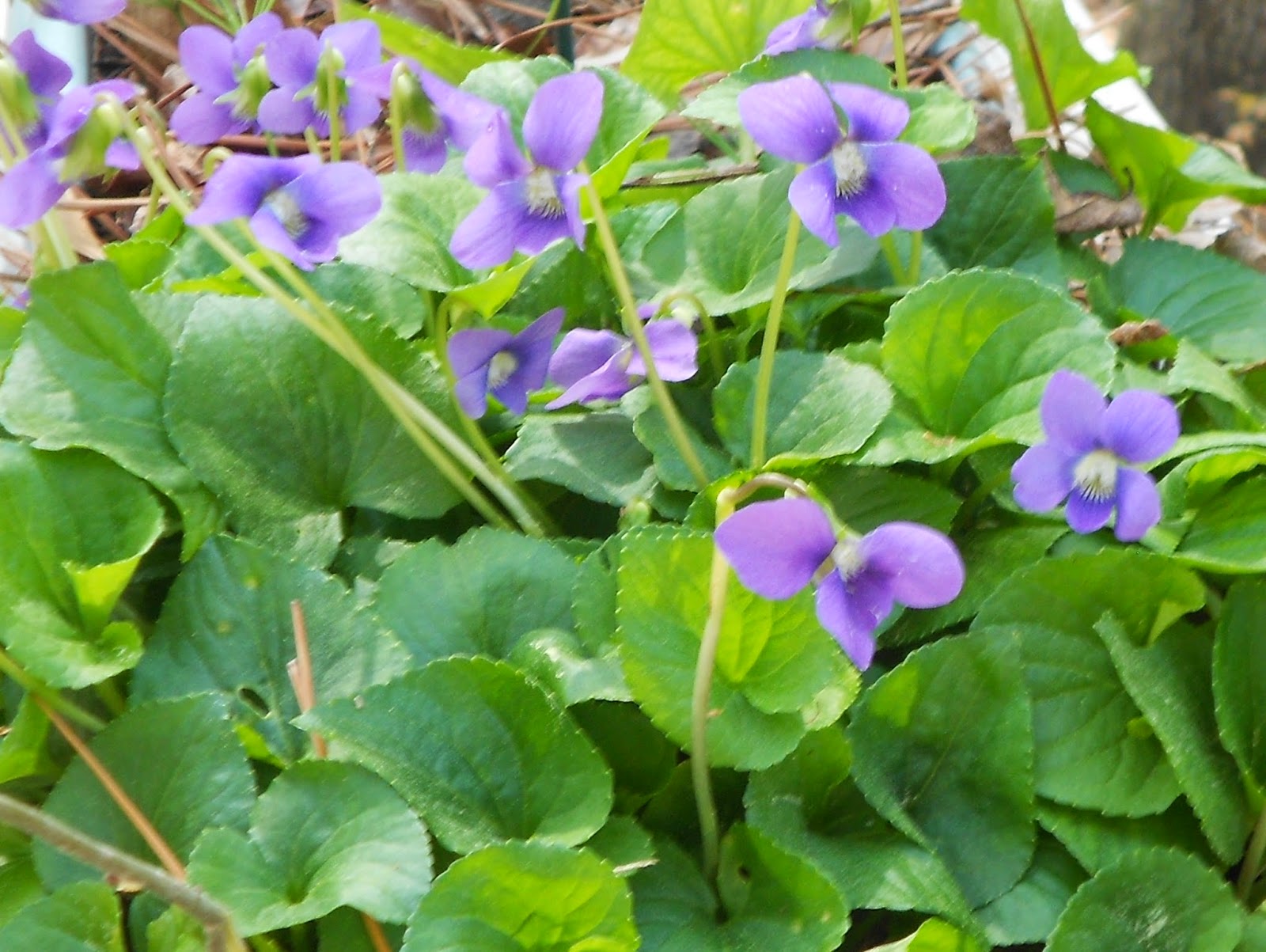 Still Waters--Notes from a Virginia Shire: Wild Violets