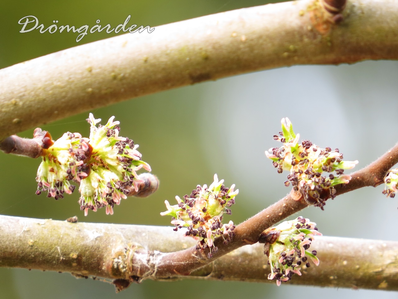 Drömgården: Blommande Paraplyalm!