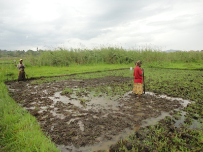 KANUNI ZA KILIMO HAI - Kilimo Hai