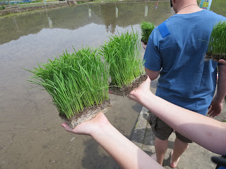 Tice Adventures: Rice Planting