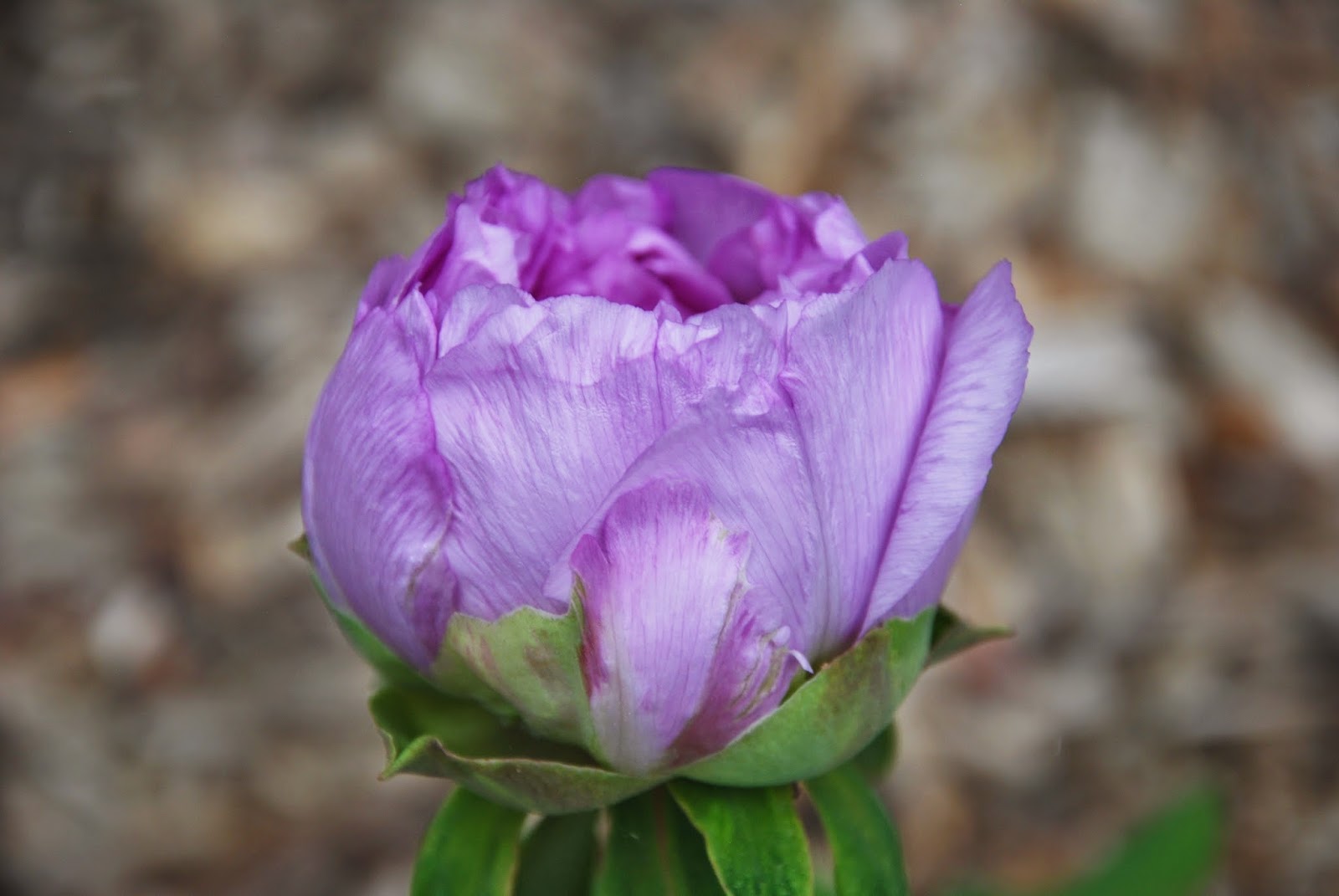 Southern Peony: 2015 Peony Blooms Week 1 - Very Early