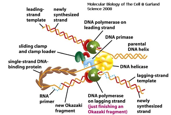 catatan biomedis: Pengertian Replikasi DNA (DNA Replication Part I)