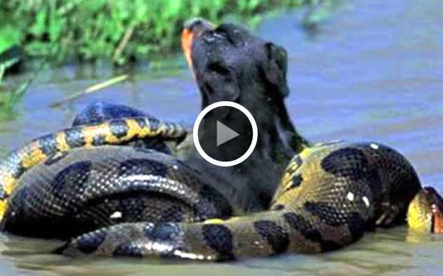 Male Jaguar vs Green Anaconda ~ Tourism2Cambodia
