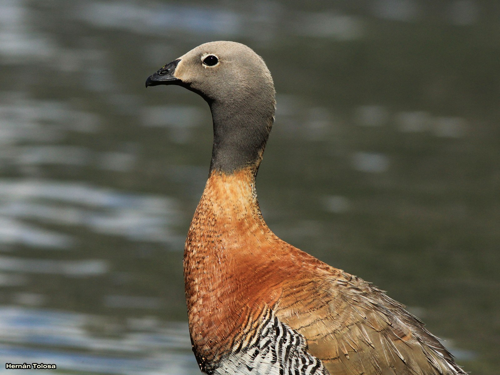 Aves de Argentina: Cauquenes reales en Quila quina