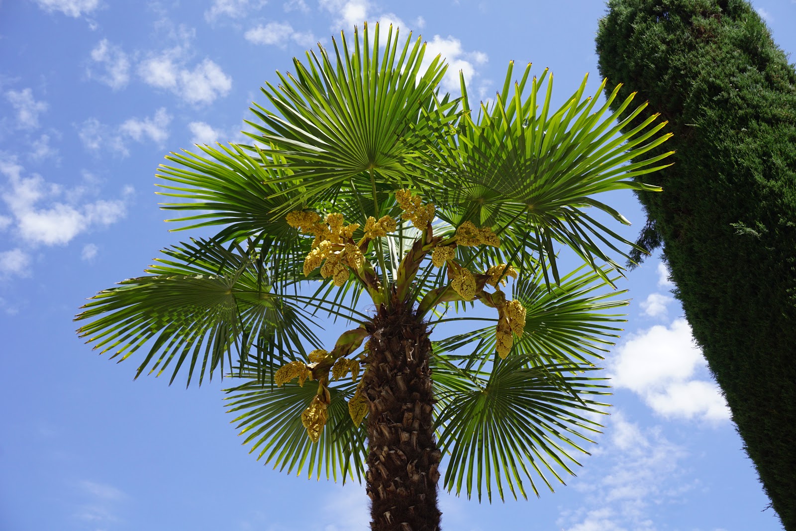 Plantas de Huerta Otea, Salamanca: Palmito, palmera enana (Chamaerops ...