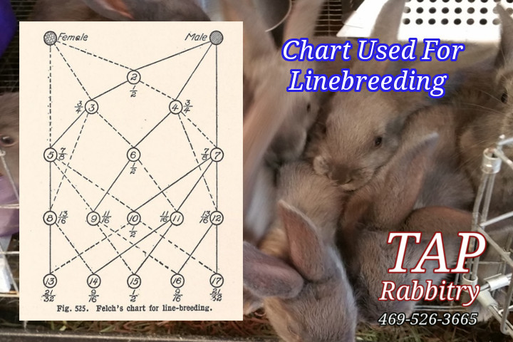 TAP Homestead And Rabbitry, Canton, TX (469)-526-3665: Breeding For Success