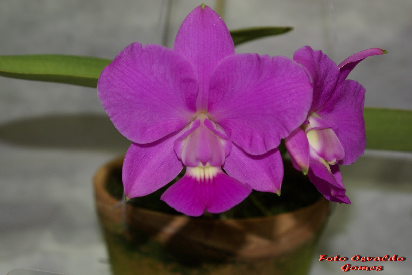 EXPOR ORQUIDEAS.COM: cattleya walkeriana x cattleya nobilior