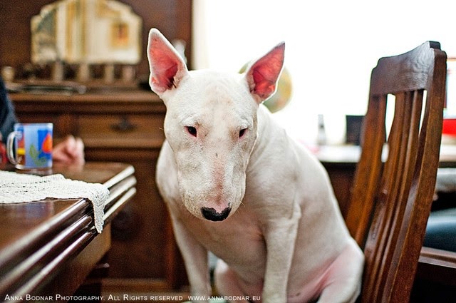 Mitoslavia: ,,Kraina Chichów''