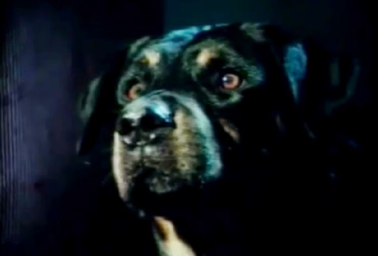 The Omen Rottweiler
